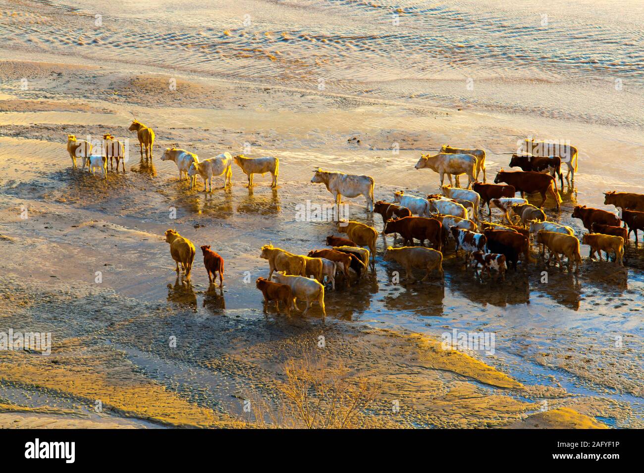 Cattle walking in river Stock Photo - Alamy