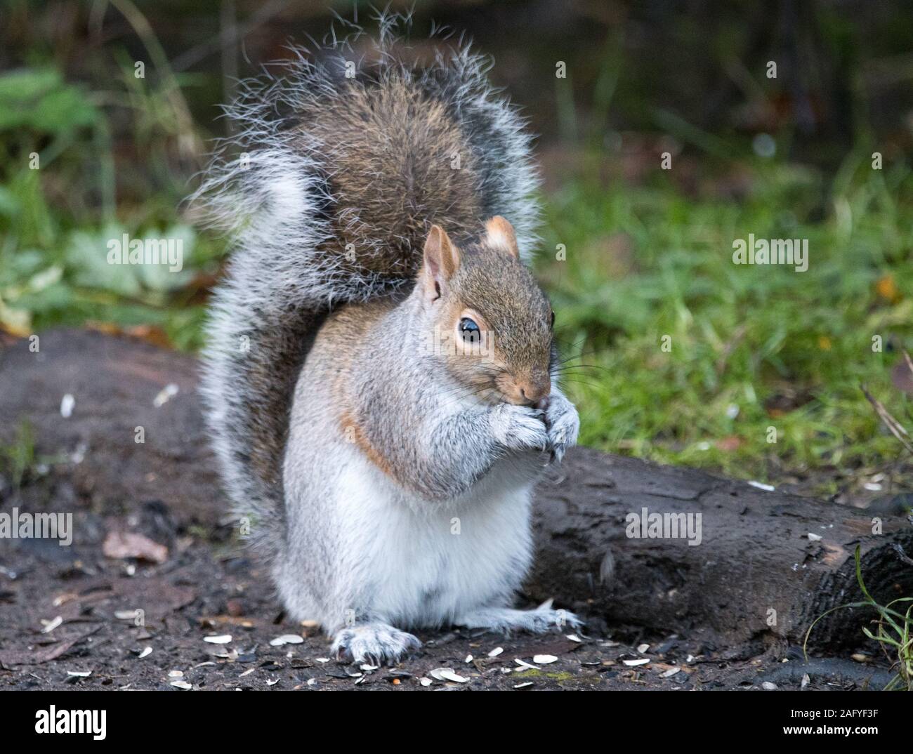 Grey squirrel holding food hi-res stock photography and images - Alamy