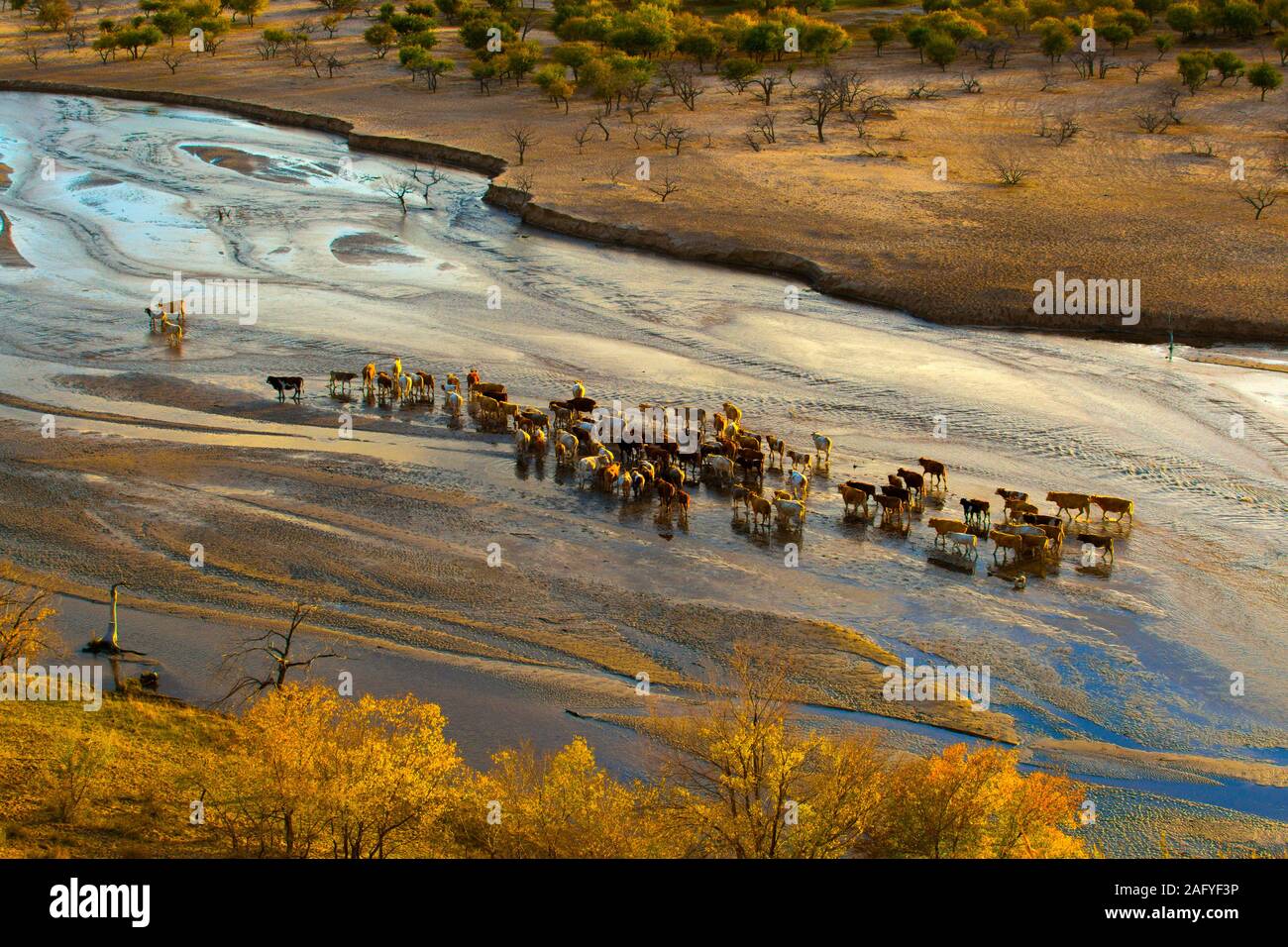 Cattle walking in river Stock Photo - Alamy