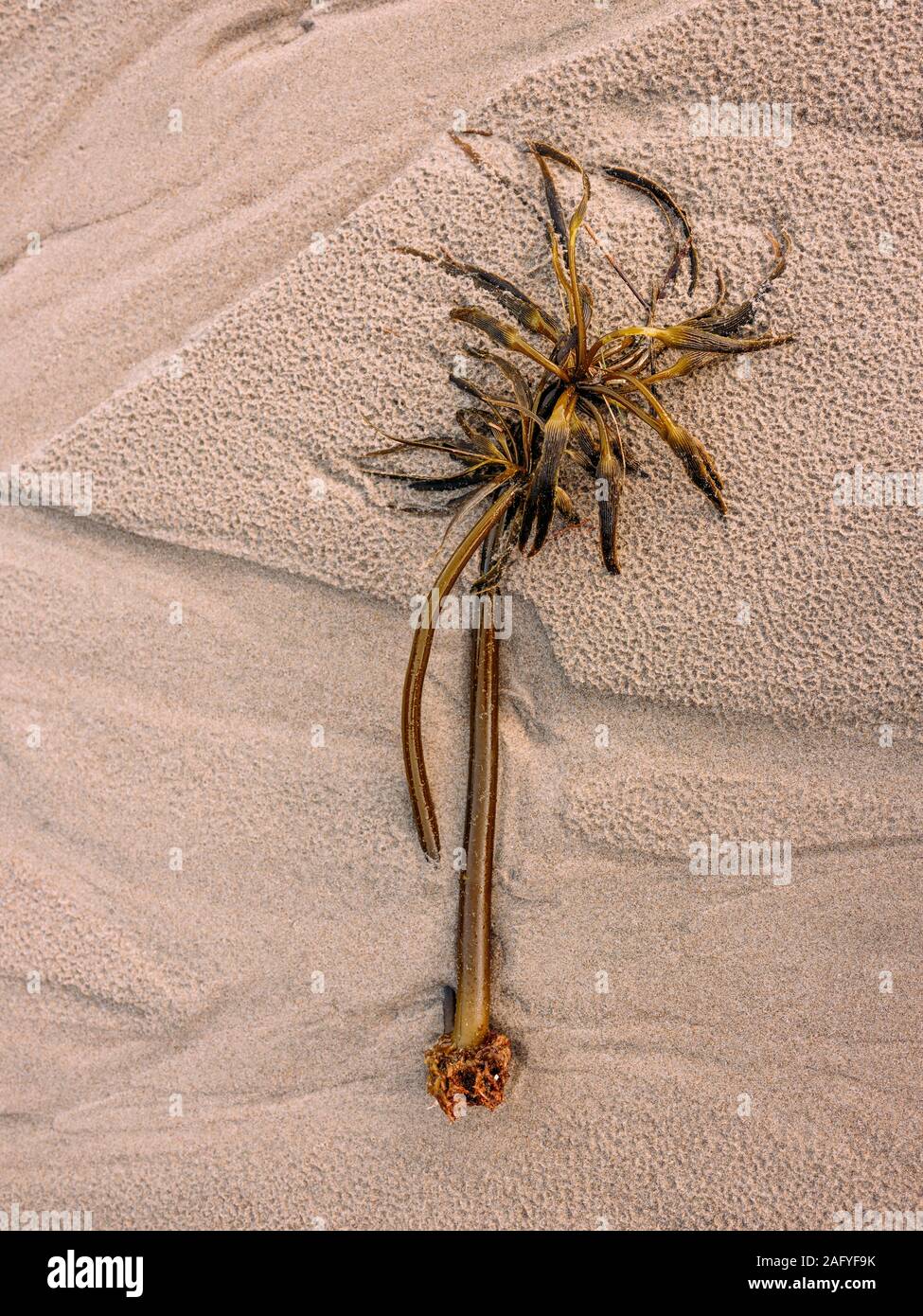 Kelp stem hi-res stock photography and images - Alamy