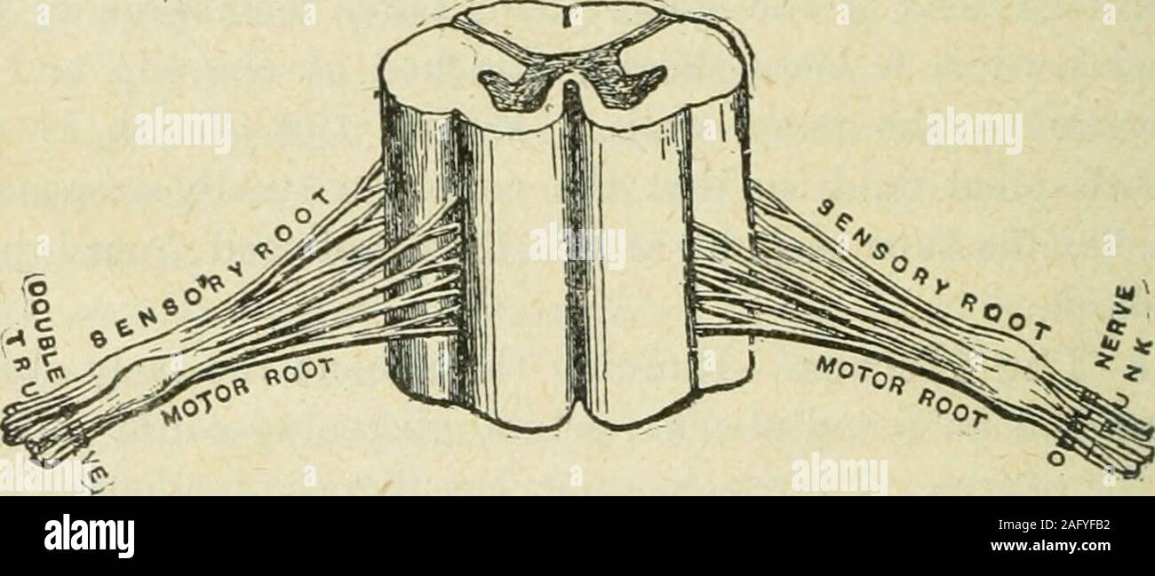 Sensorynerves hi-res stock photography and images - Alamy