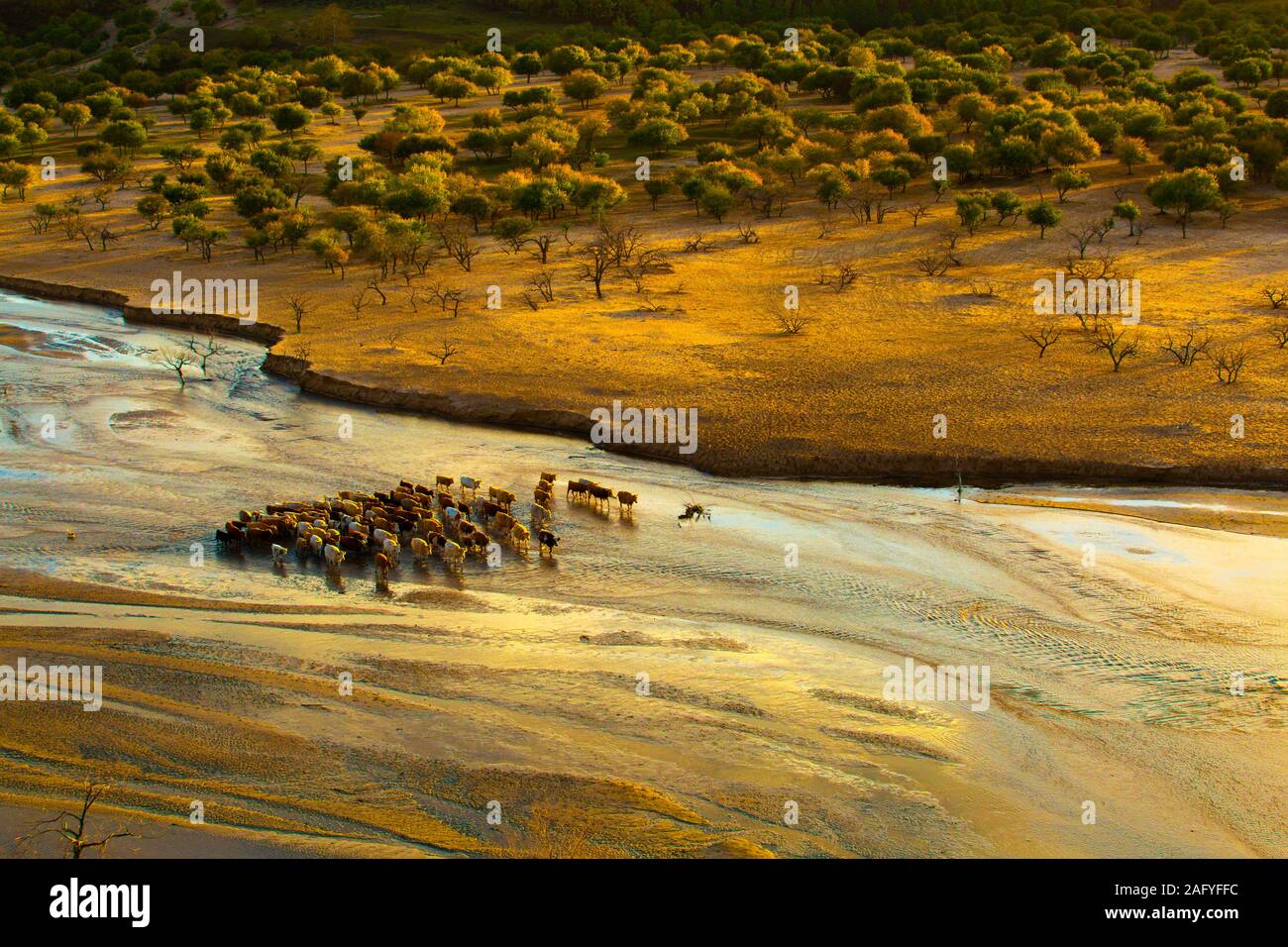 Cattle walking in river Stock Photo - Alamy