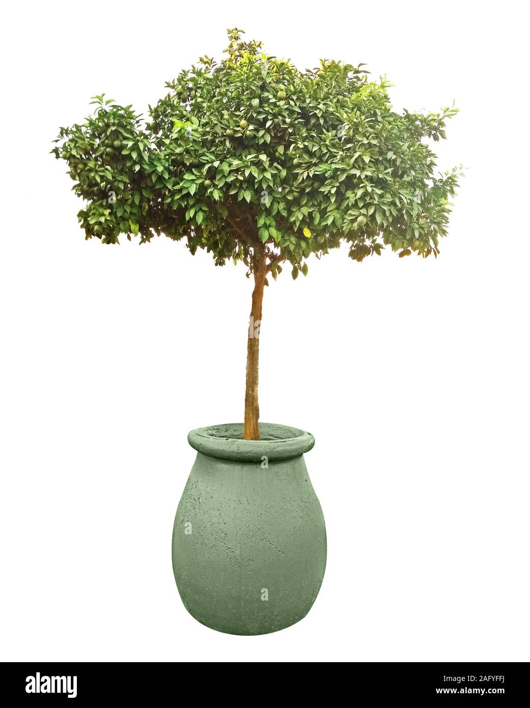 citrus tree in pot Stock Photo - Alamy