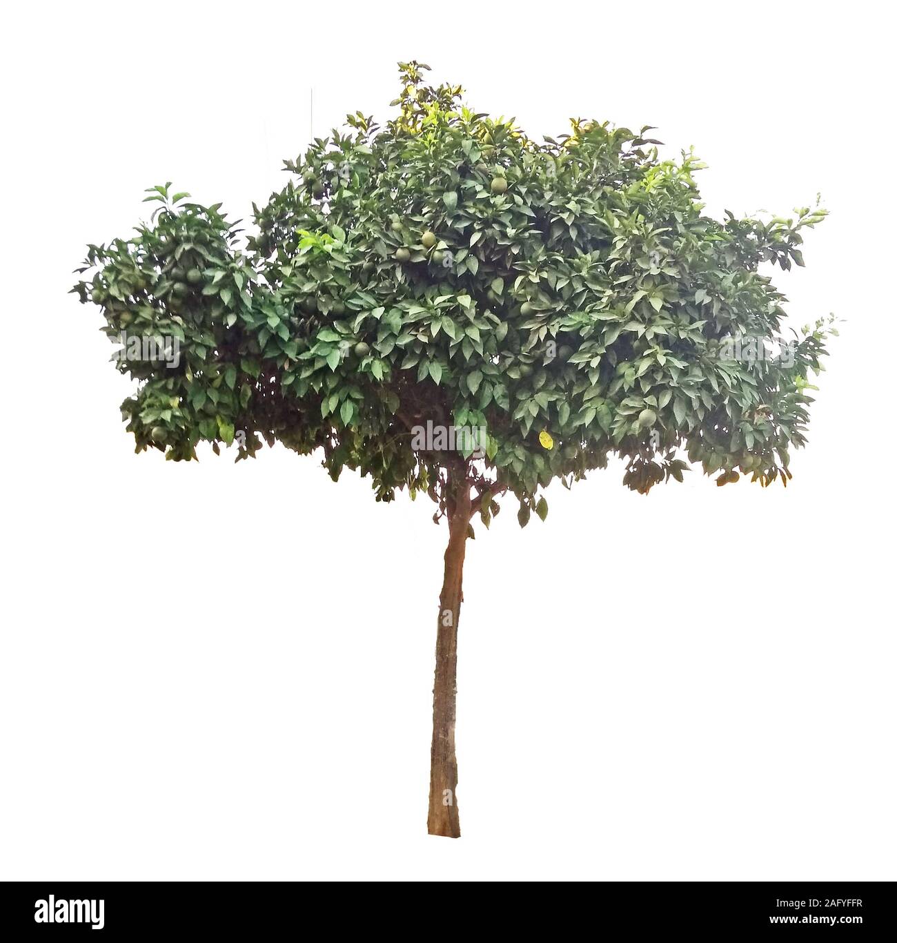 Tree isolated on white background Stock Photo - Alamy