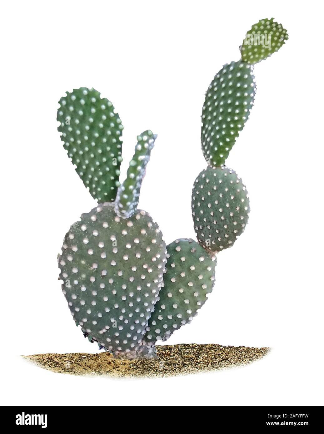 cactus isolated on white background Stock Photo - Alamy
