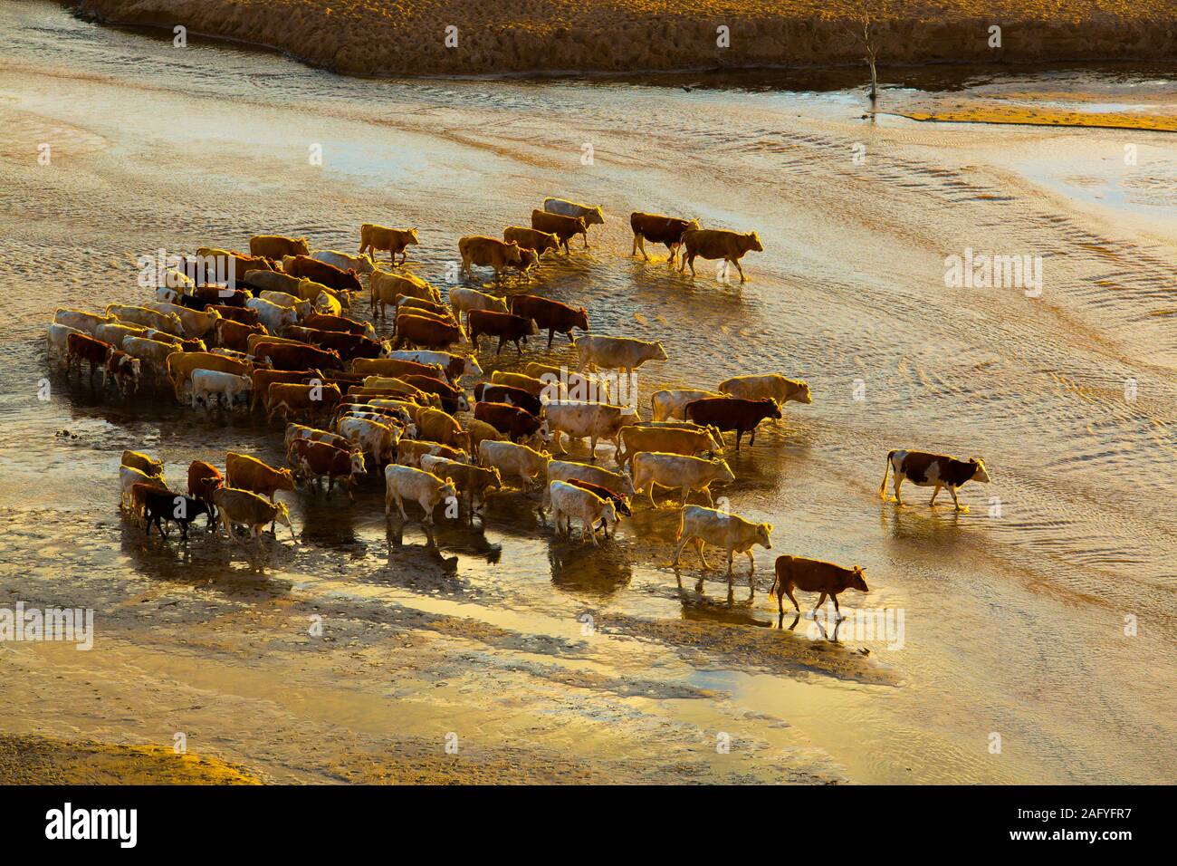 Cattle walking in river Stock Photo - Alamy