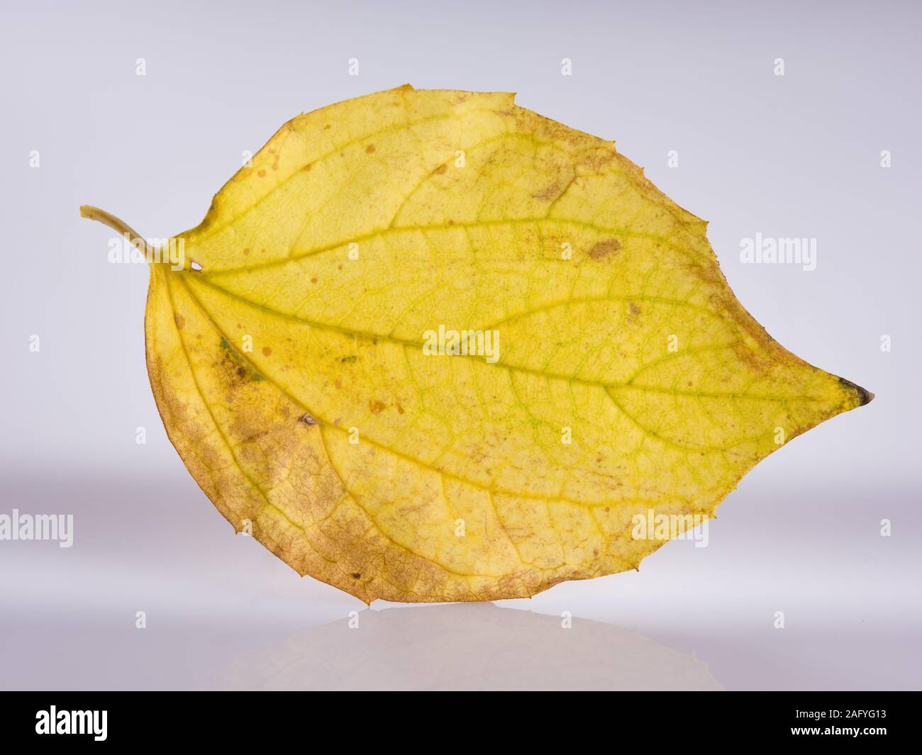 Yellow leaf and reflection of leaf on white table Stock Photo - Alamy