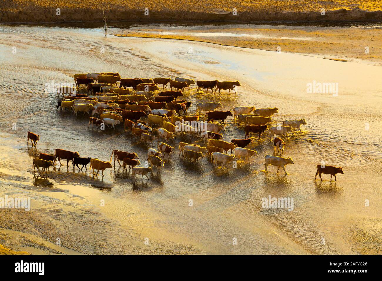 Cattle walking in river Stock Photo - Alamy