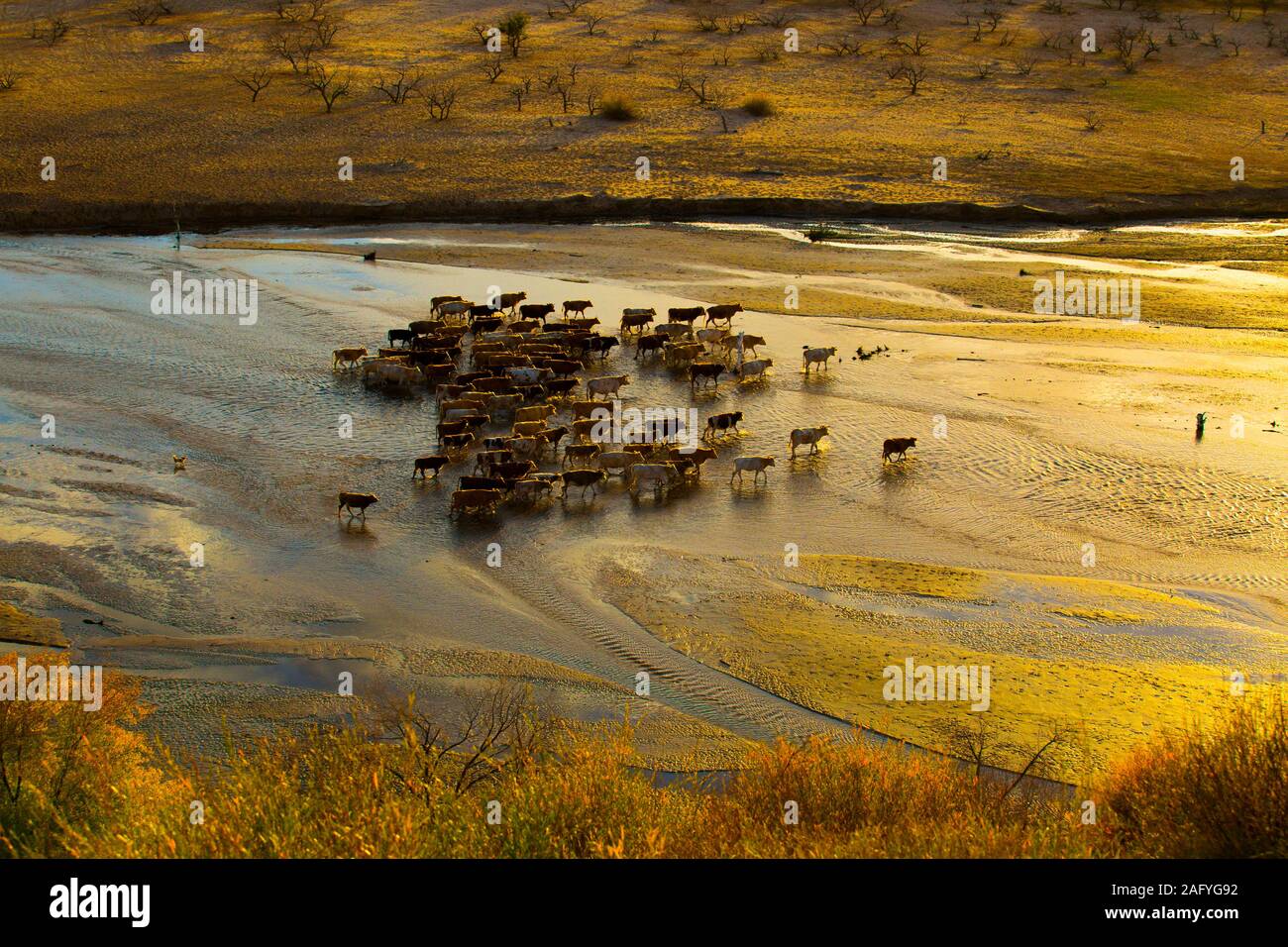 Cattle walking in river Stock Photo - Alamy