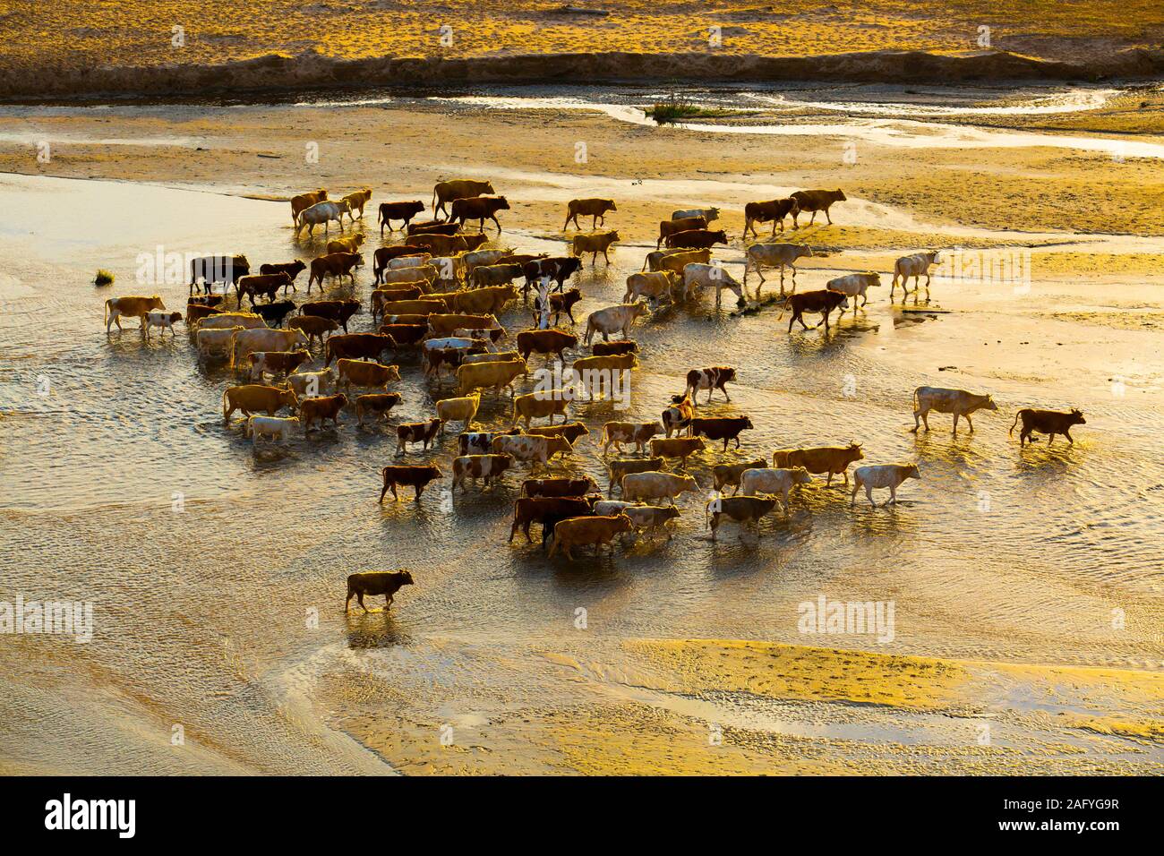 Cattle walking in river Stock Photo - Alamy