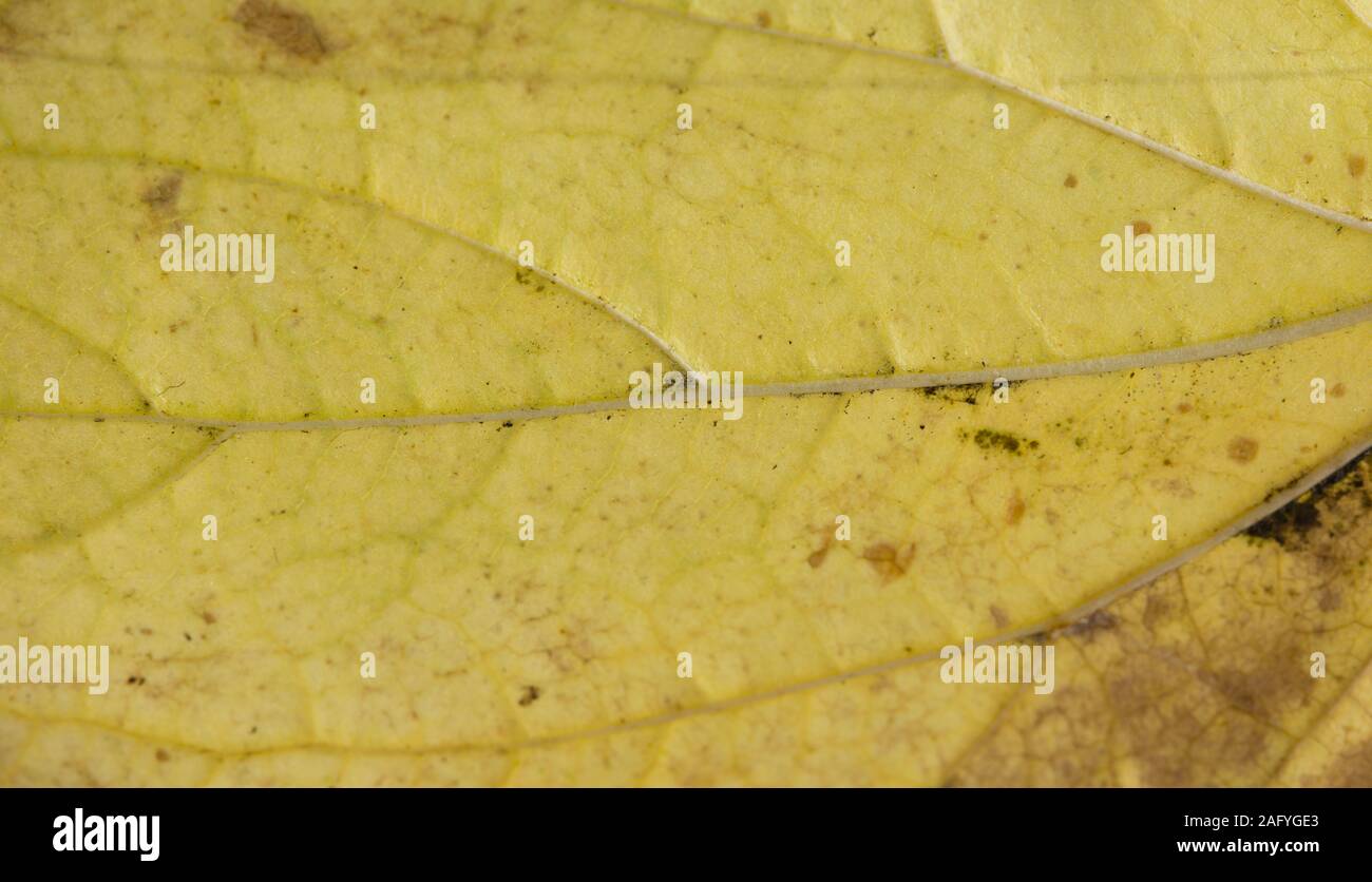 Transparent yellow leaf hi-res stock photography and images - Alamy