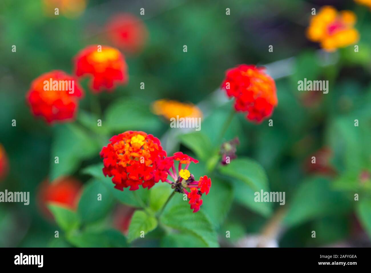 Beautiful and colorful flowers on the bush Stock Photo - Alamy
