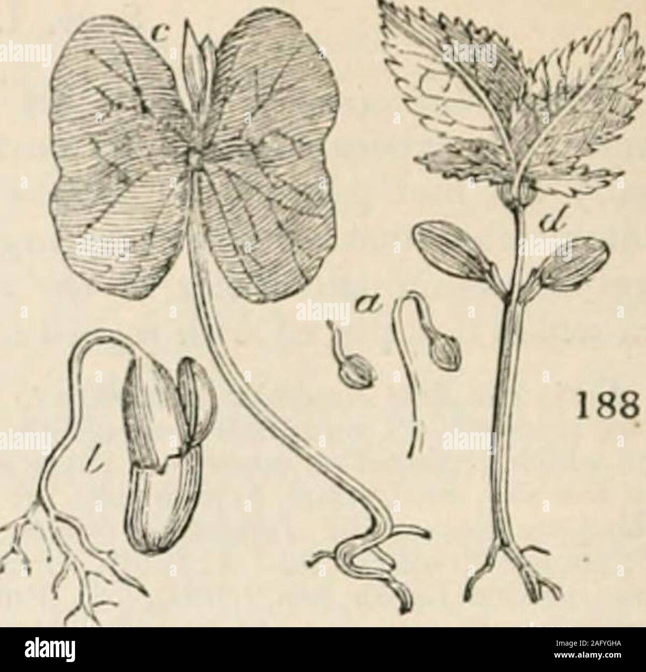 Rosaceous plants hi-res stock photography and images - Alamy