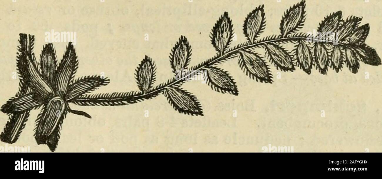 Woolly white stems hi-res stock photography and images - Alamy