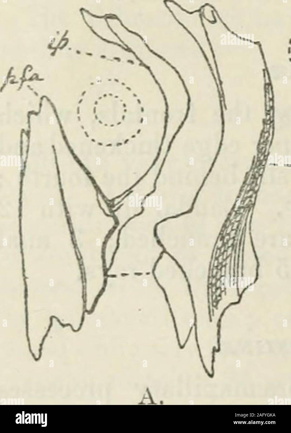 . The annals and magazine of natural history : zoology, botany, and ...