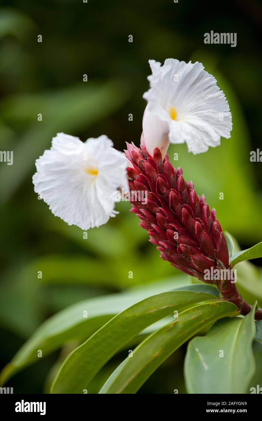 Equator flowers hi-res stock photography and images - Alamy