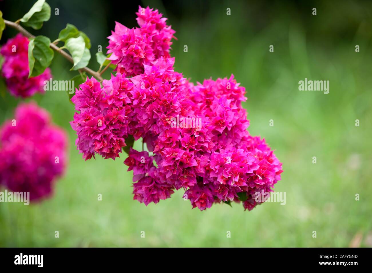 Caribbean flame tree red flowers hi-res stock photography and images ...