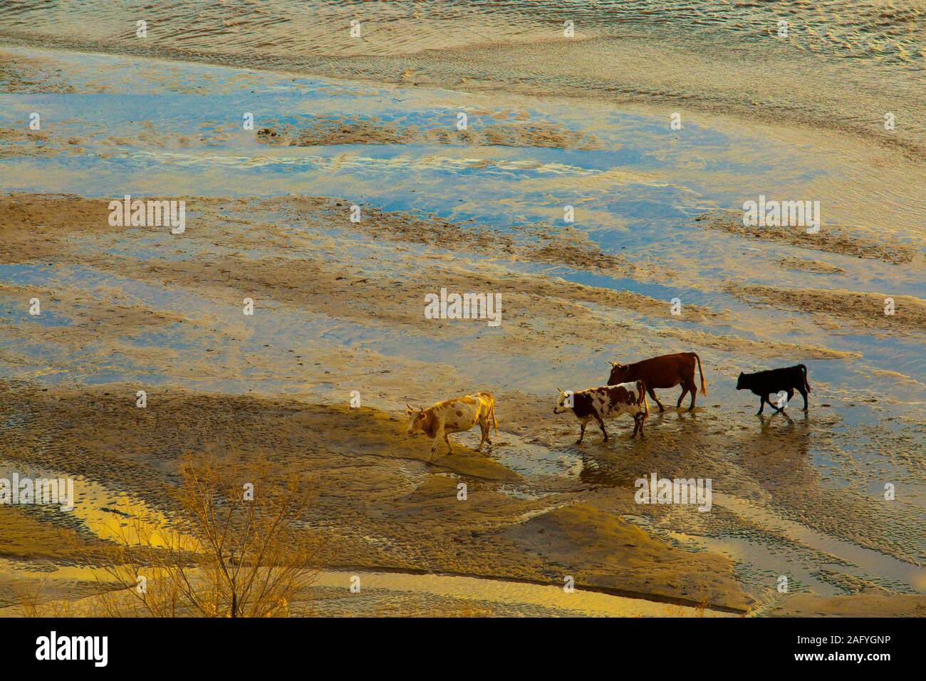 Cattle walking in river Stock Photo - Alamy