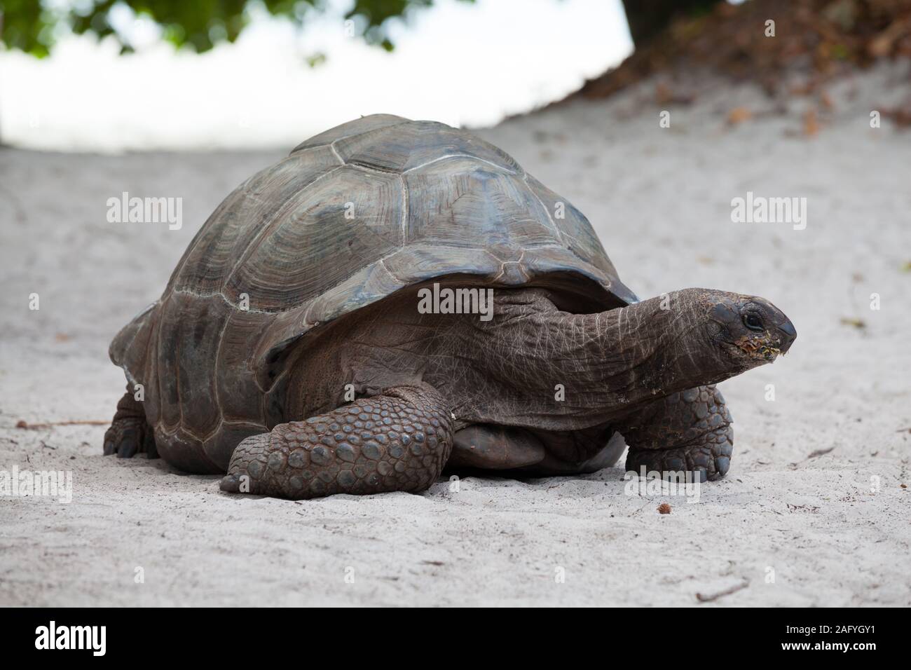 Seychelles tortoise beach hi-res stock photography and images - Alamy