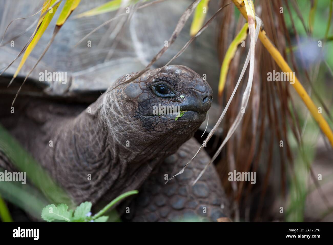 Ecuador and mauritius hi-res stock photography and images - Alamy