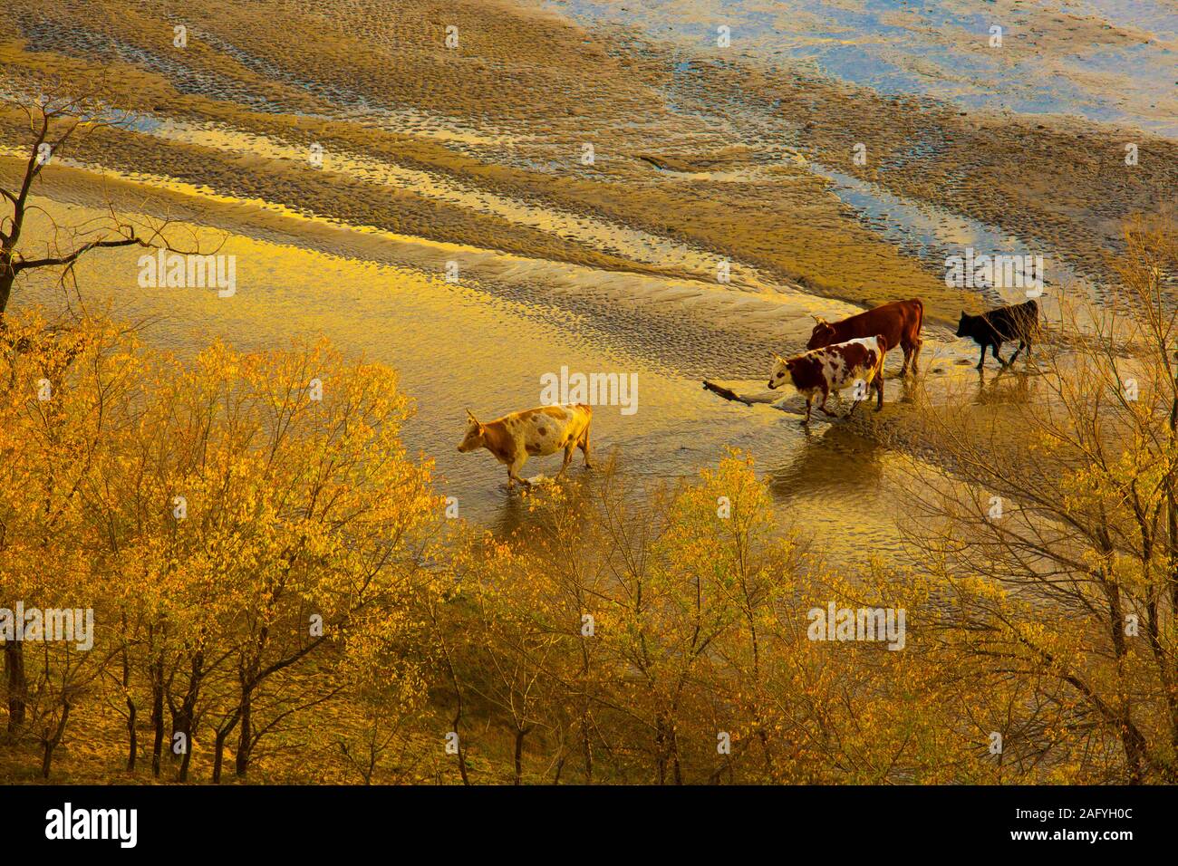 Cattle walking in river Stock Photo - Alamy