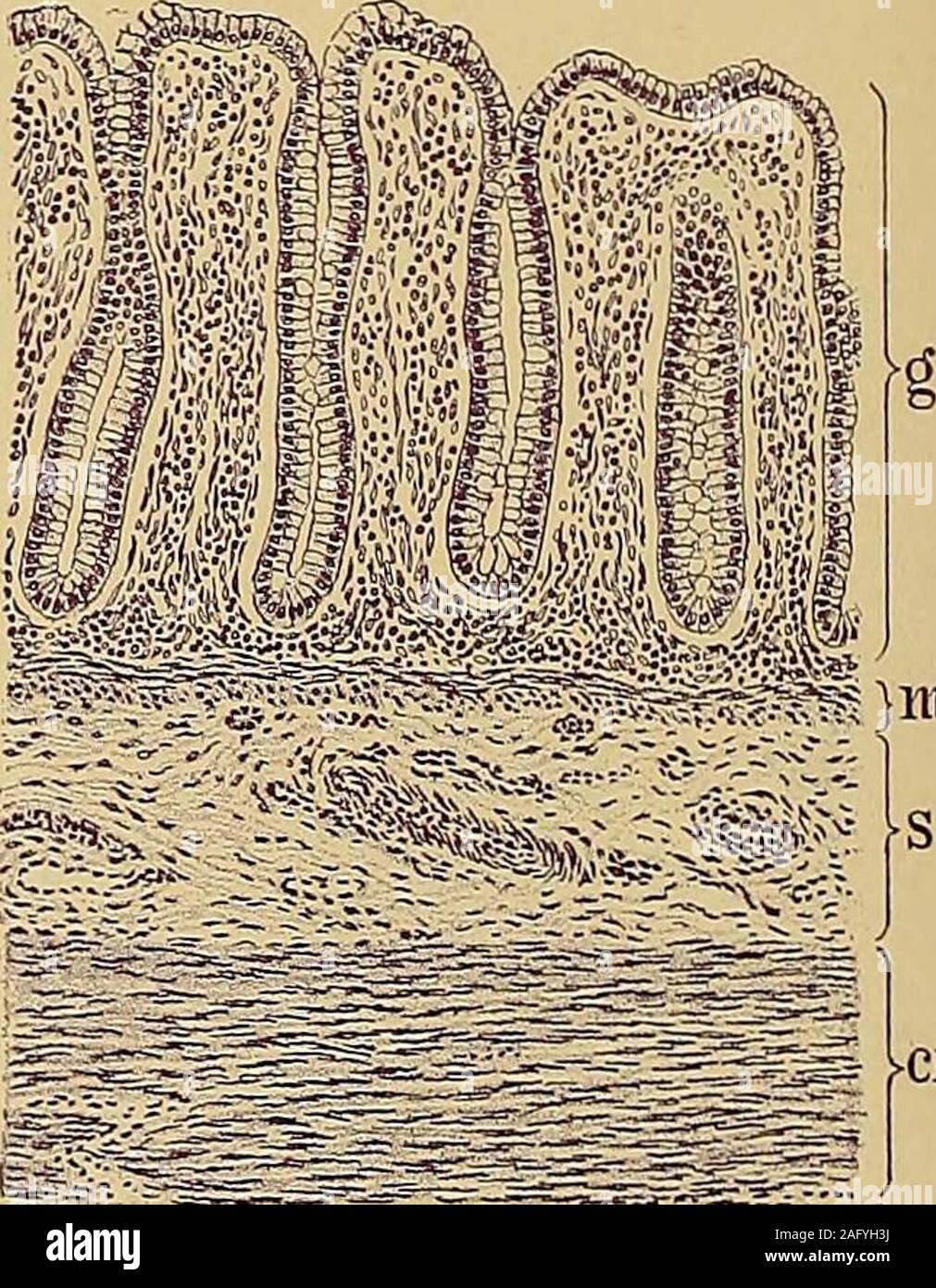 Thickness 11 mm hi-res stock photography and images - Alamy
