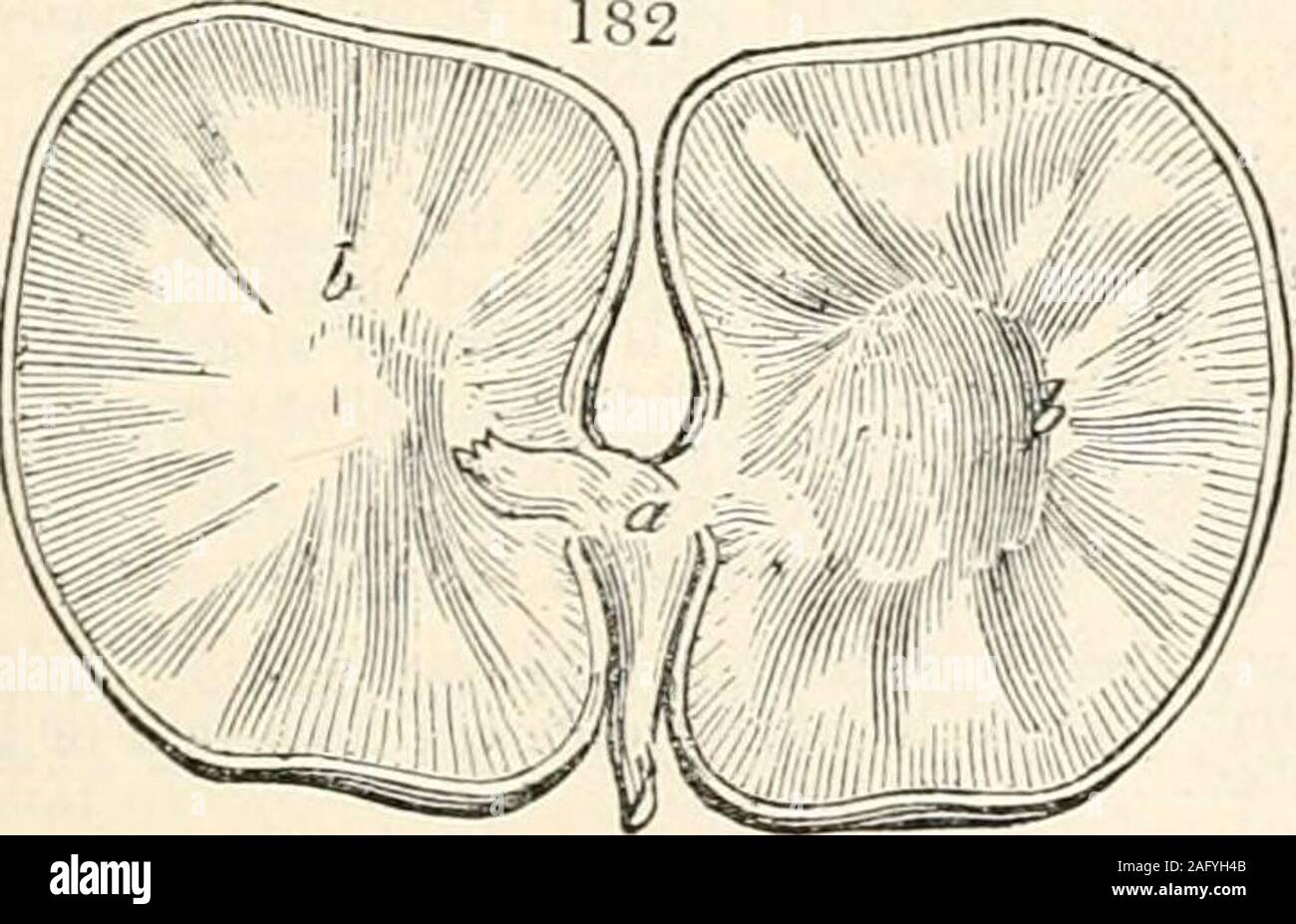 Seed lobe hi-res stock photography and images - Alamy