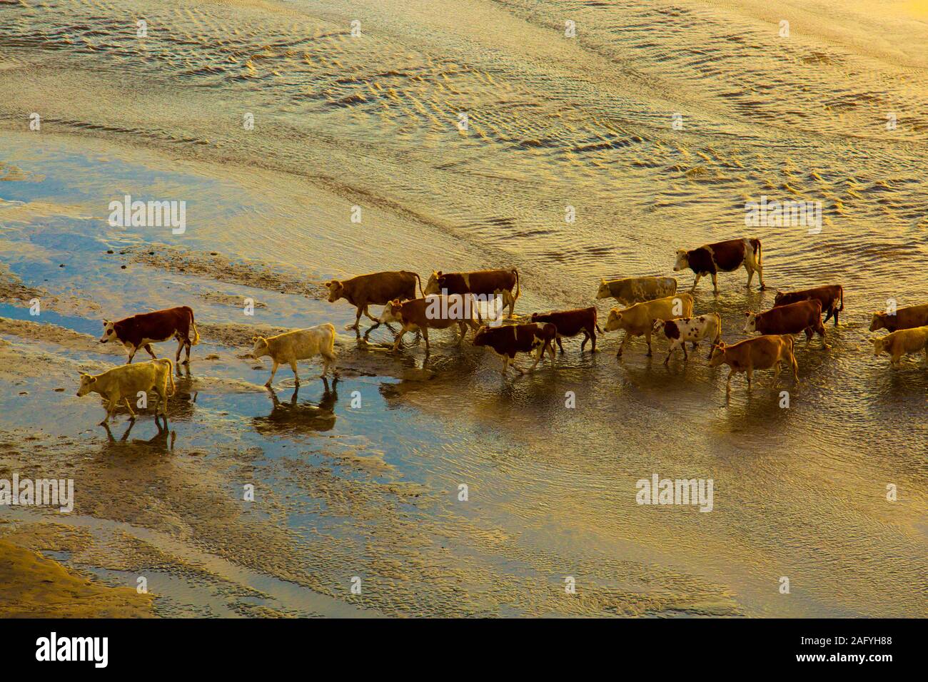 Cattle walking in river Stock Photo - Alamy