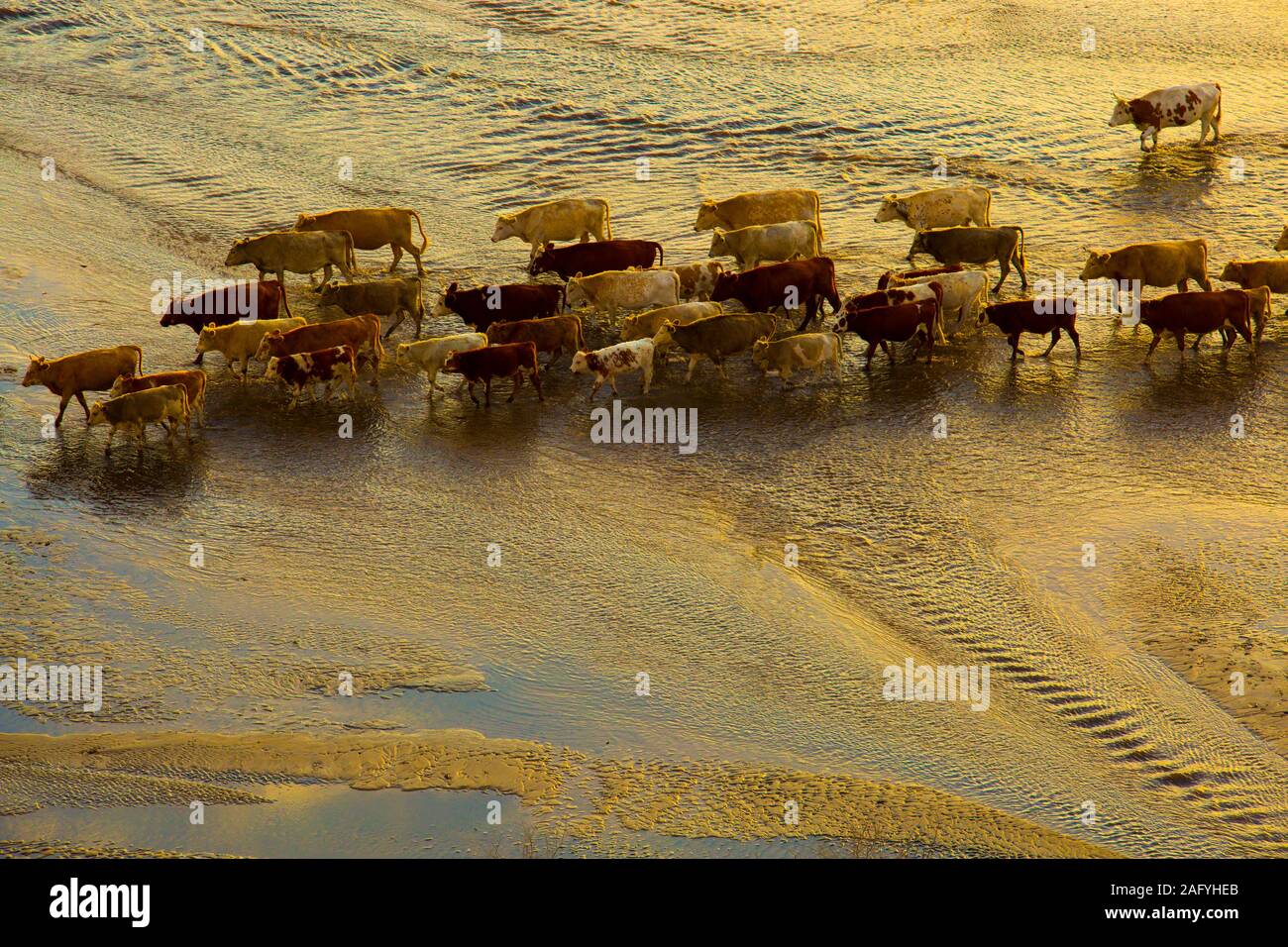 Cattle walking in river Stock Photo - Alamy
