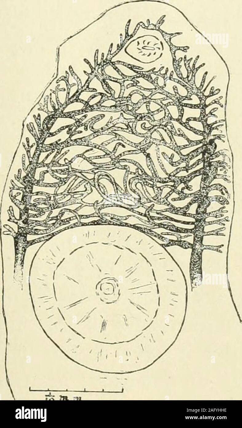 . Journal of morphology. ible that thecollecting vessel does not remain ...