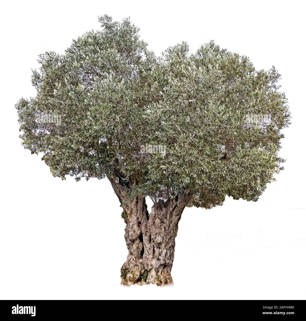 Olive tree on white background Stock Photo - Alamy