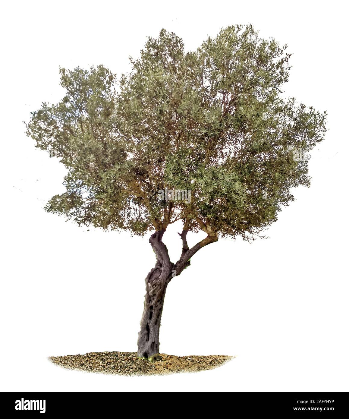 Olive tree on white background Stock Photo - Alamy