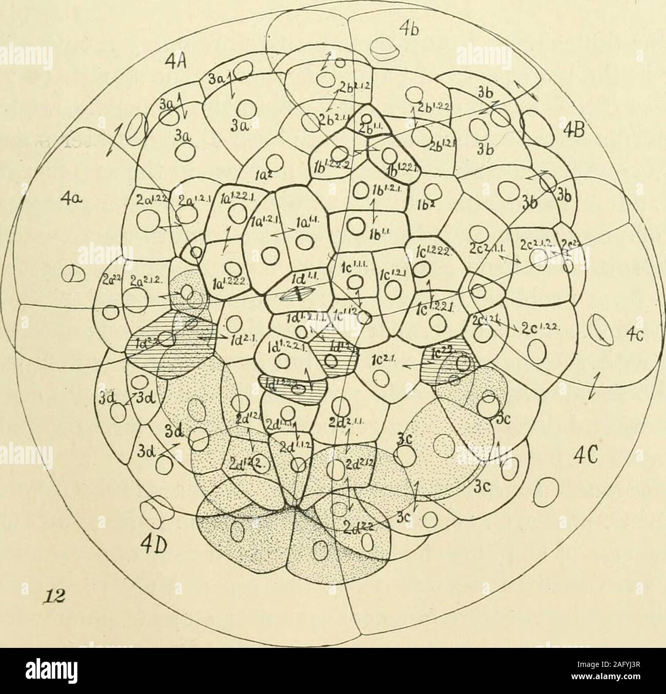 . Journal of morphology. Figs. 11, 12 Corresponding stages in the eggs ...