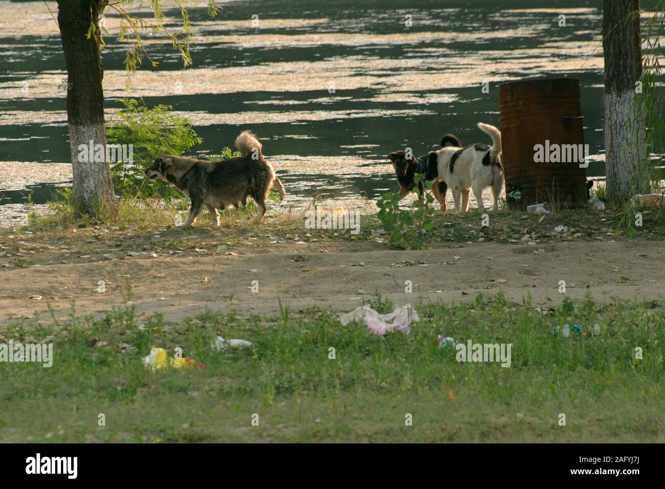 Stray dogs and trash around Snagov Lake in Romania Stock Photo - Alamy