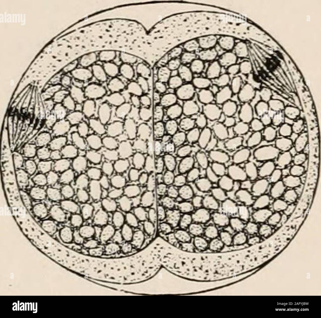 . The cell; outlines of general anatomy and physiology. in. IV Stock ...