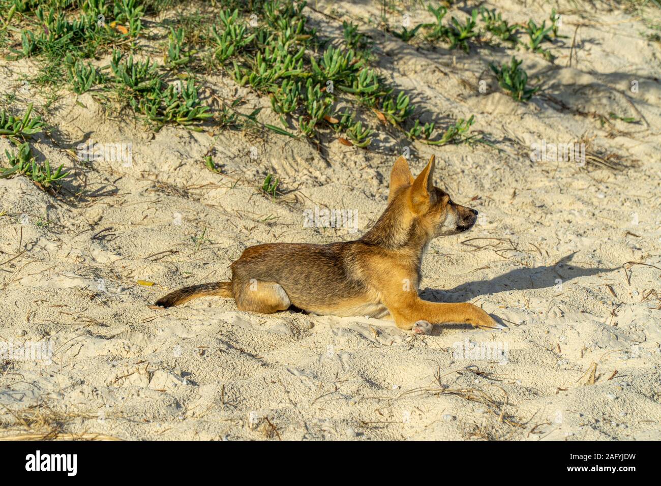 a young australian dingo walking on the beach looking for food Stock ...