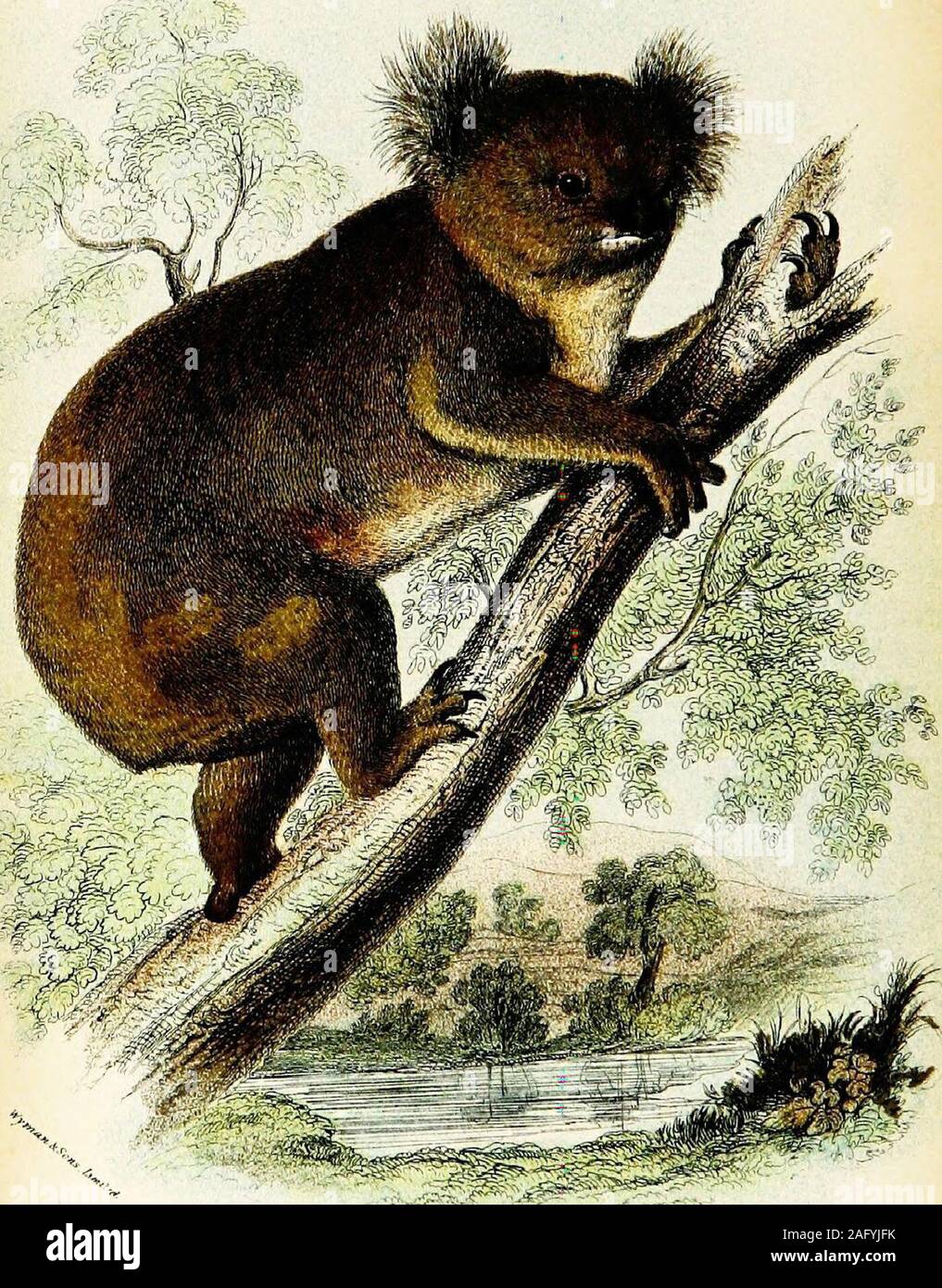 Blainville 1816 hi-res stock photography and images - Alamy