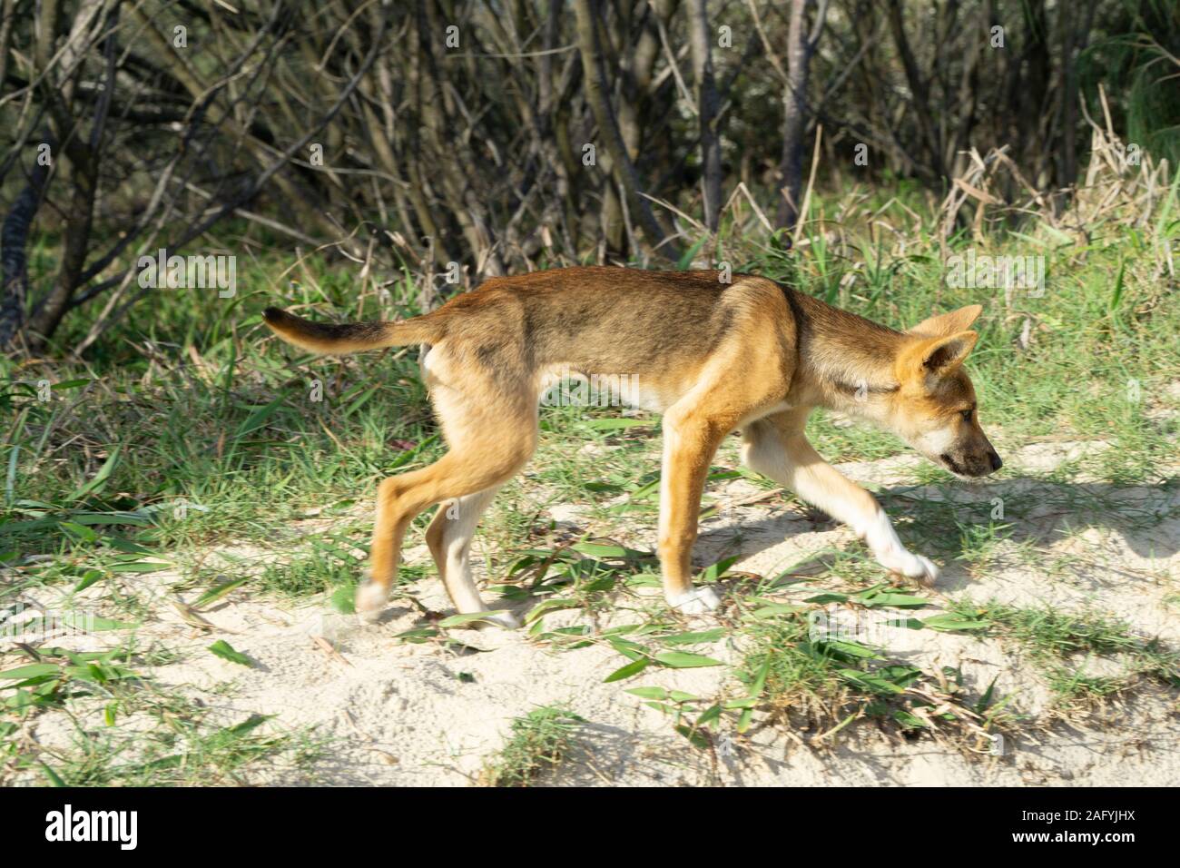 a young australian dingo walking on the beach looking for food Stock ...