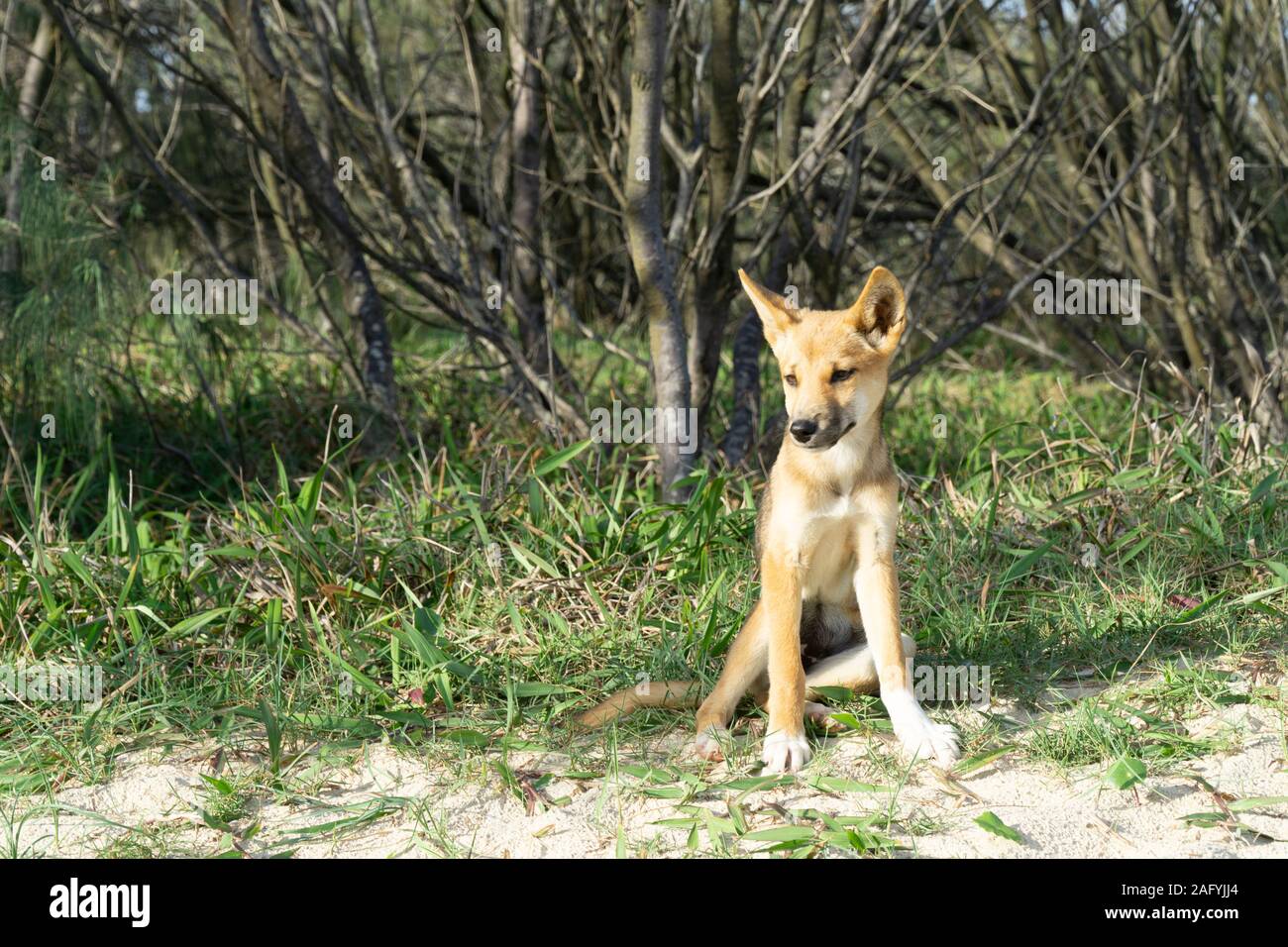a young australian dingo walking on the beach looking for food Stock ...