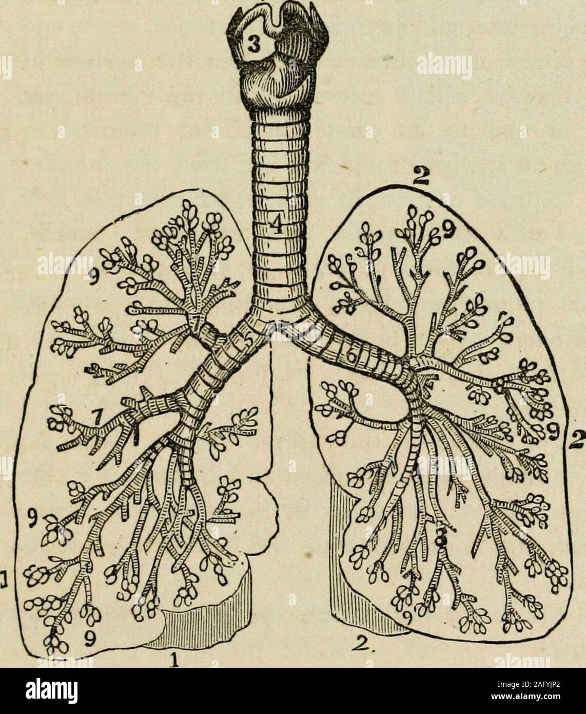 Chyle hi-res stock photography and images - Alamy