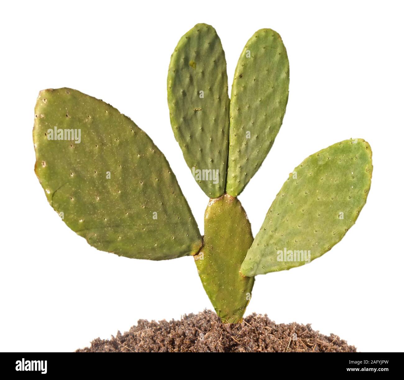 cactus isolated on white background Stock Photo - Alamy