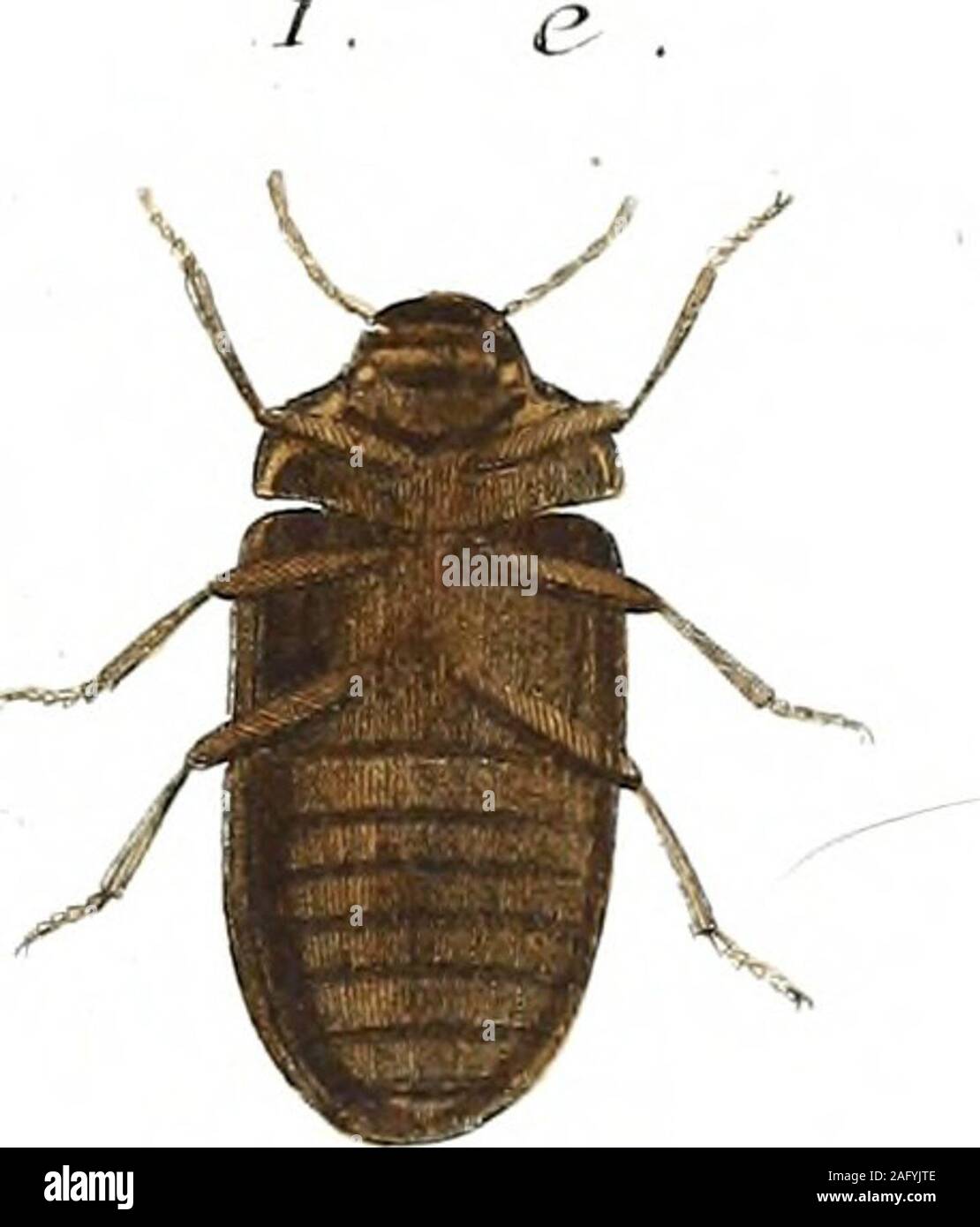 . Entomologie ou Histoire naturelle des insectes, avec leurs caractères ...