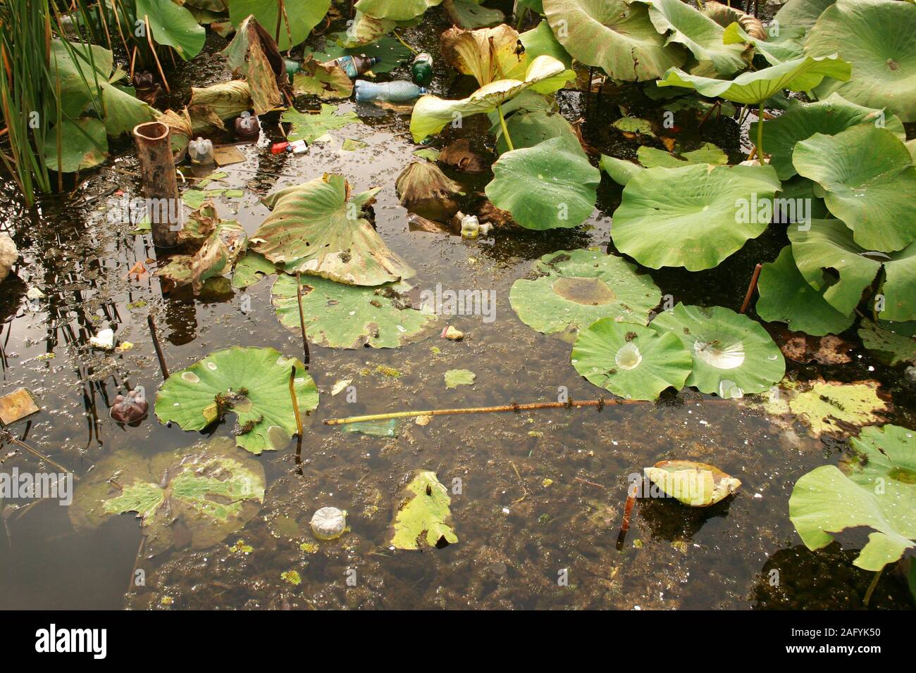 Litter floating on Lake Snagov in Romania Stock Photo - Alamy