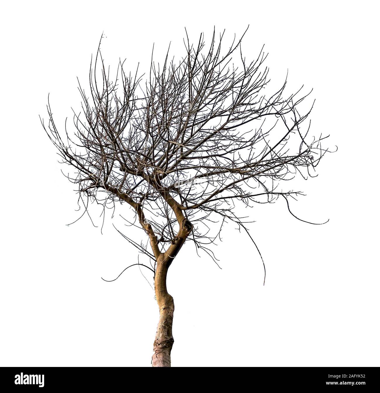 Dry tree isolated on white background Stock Photo - Alamy