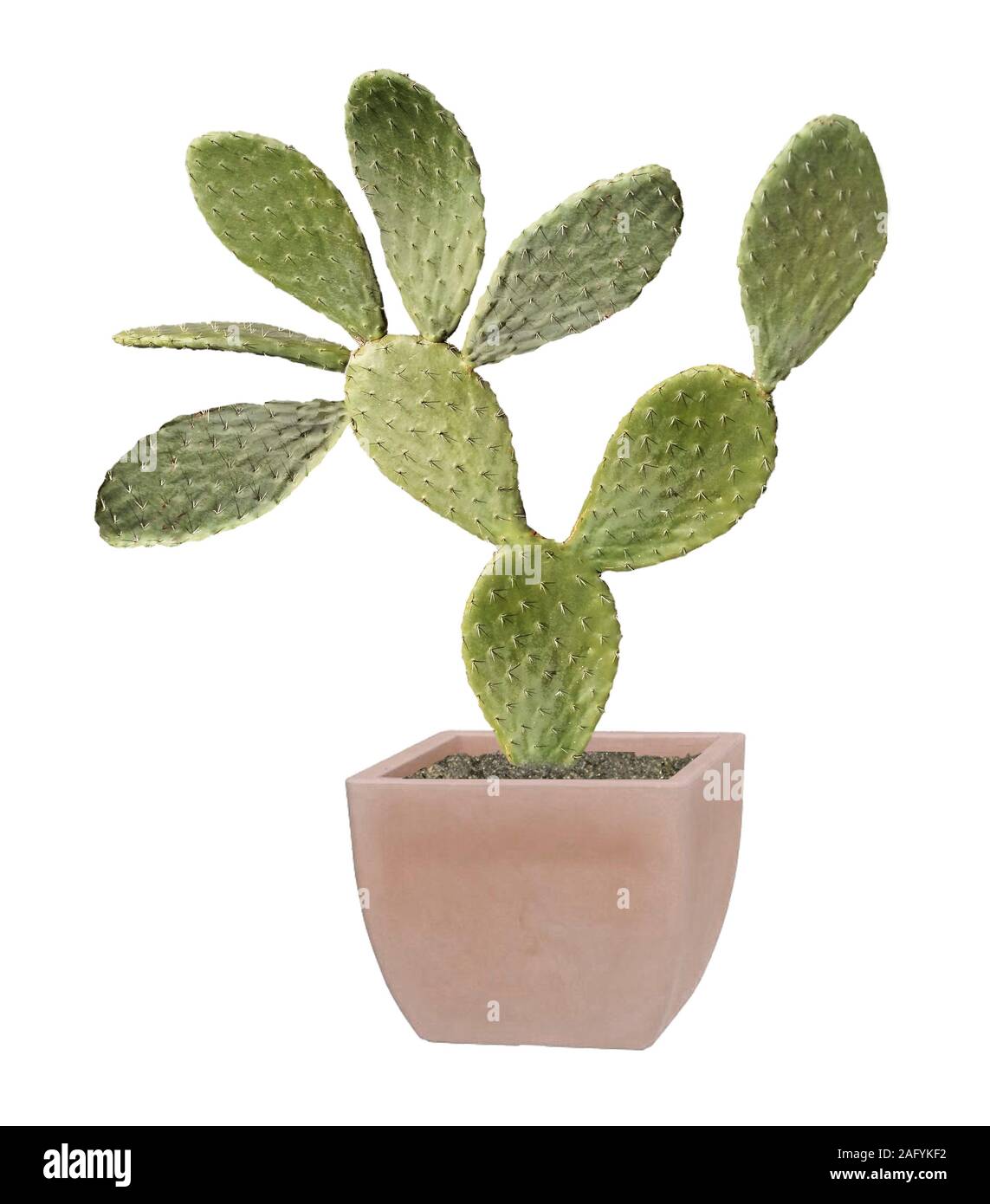 cactus isolated on white background Stock Photo - Alamy