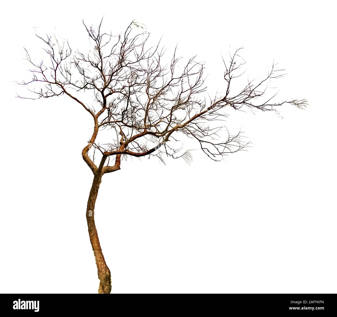 Dry tree isolated on white background Stock Photo - Alamy