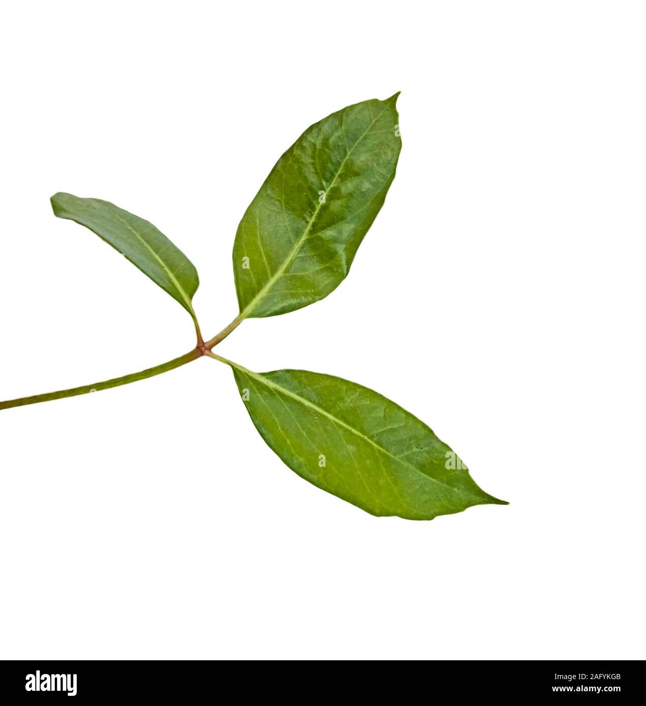 citrus branch isolated on white Stock Photo - Alamy