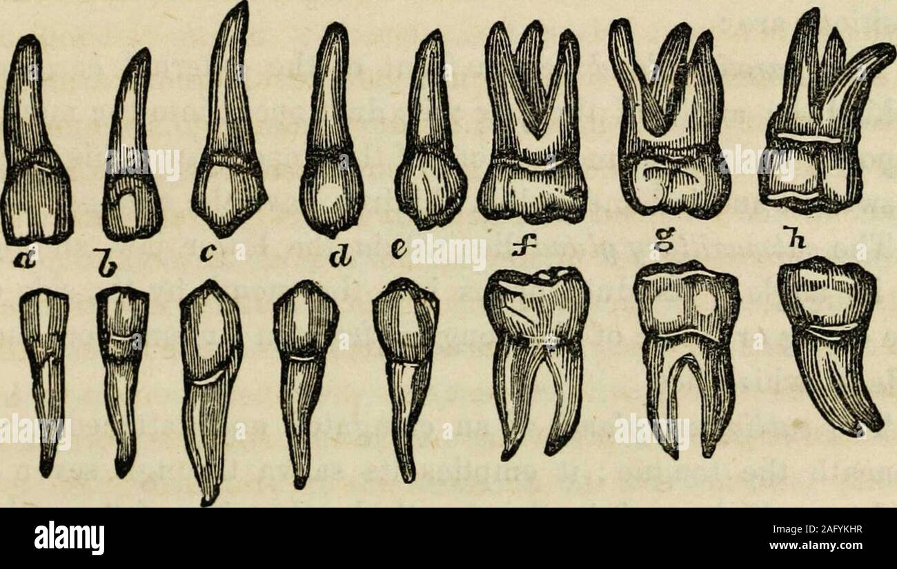 Washing bones hi-res stock photography and images - Alamy