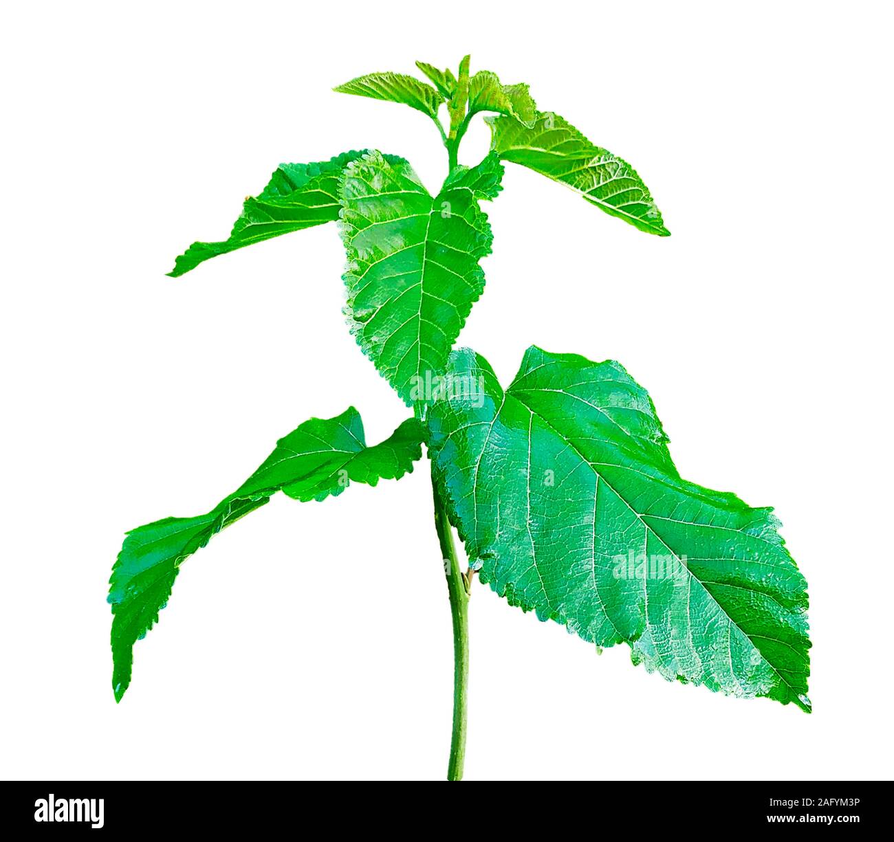 Sapling isolated on white background Stock Photo - Alamy