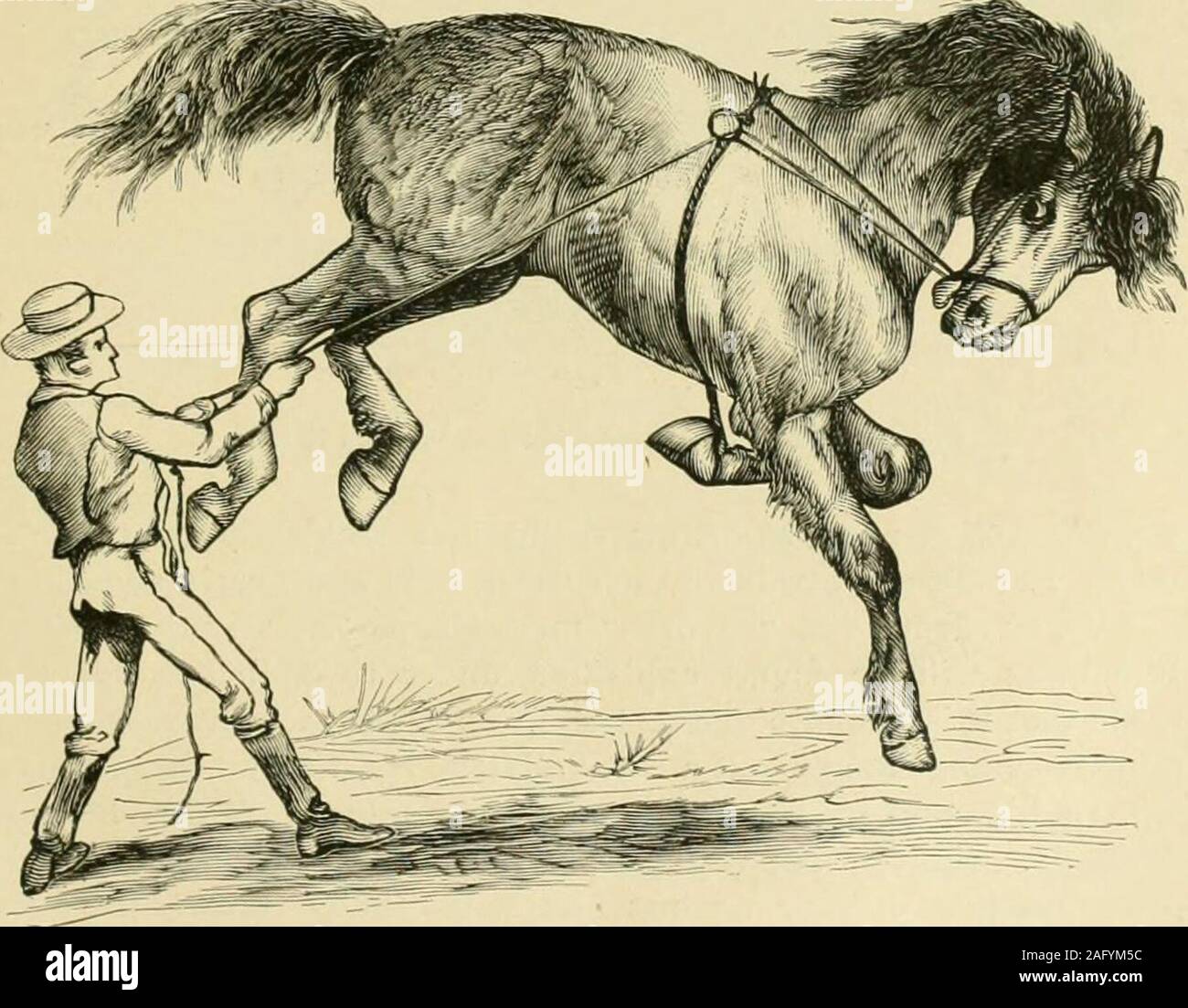 Unbroken colt hi-res stock photography and images - Alamy